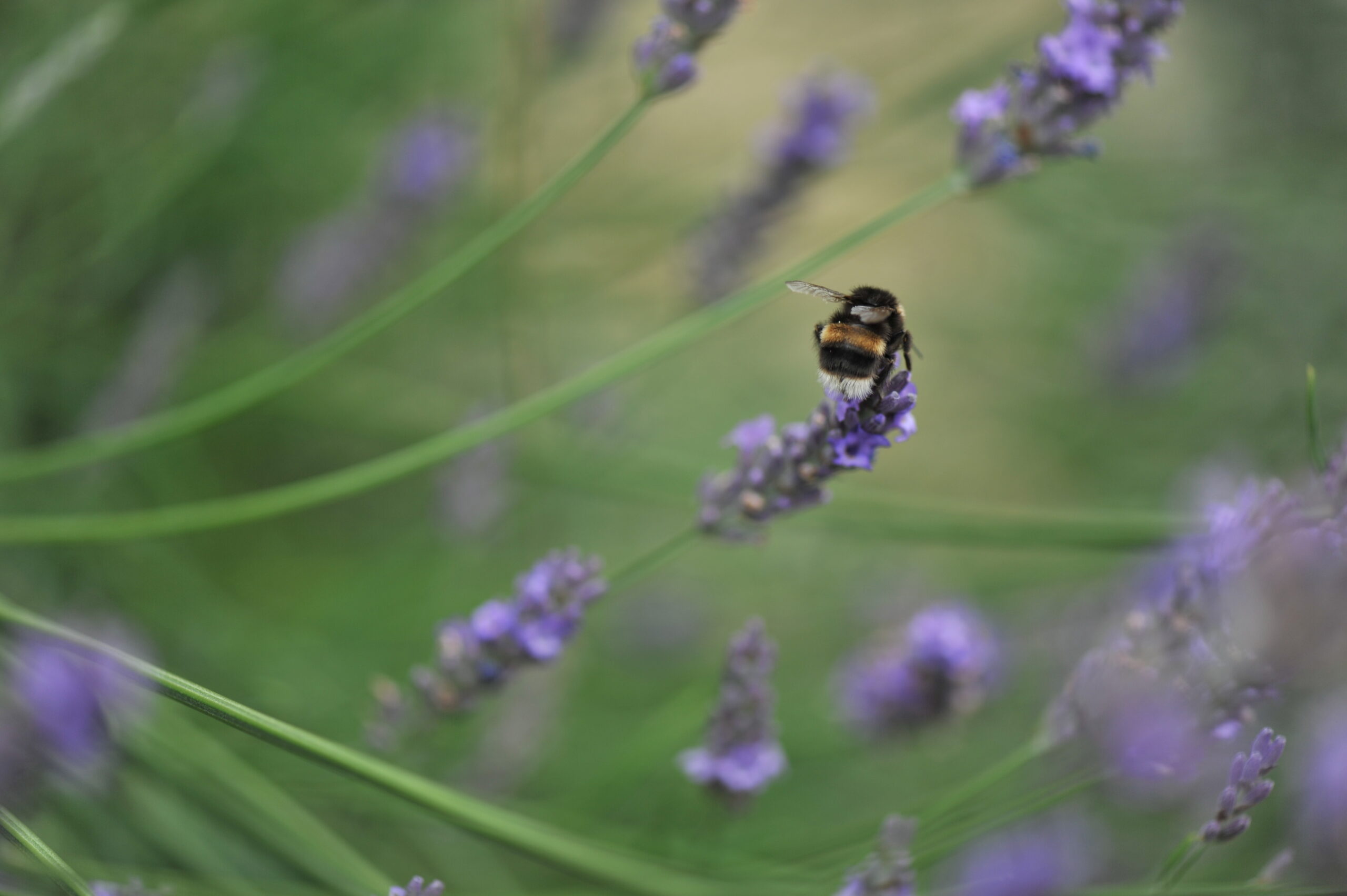 An interview with founder Caryn Hibbert: Insights into the life at ...